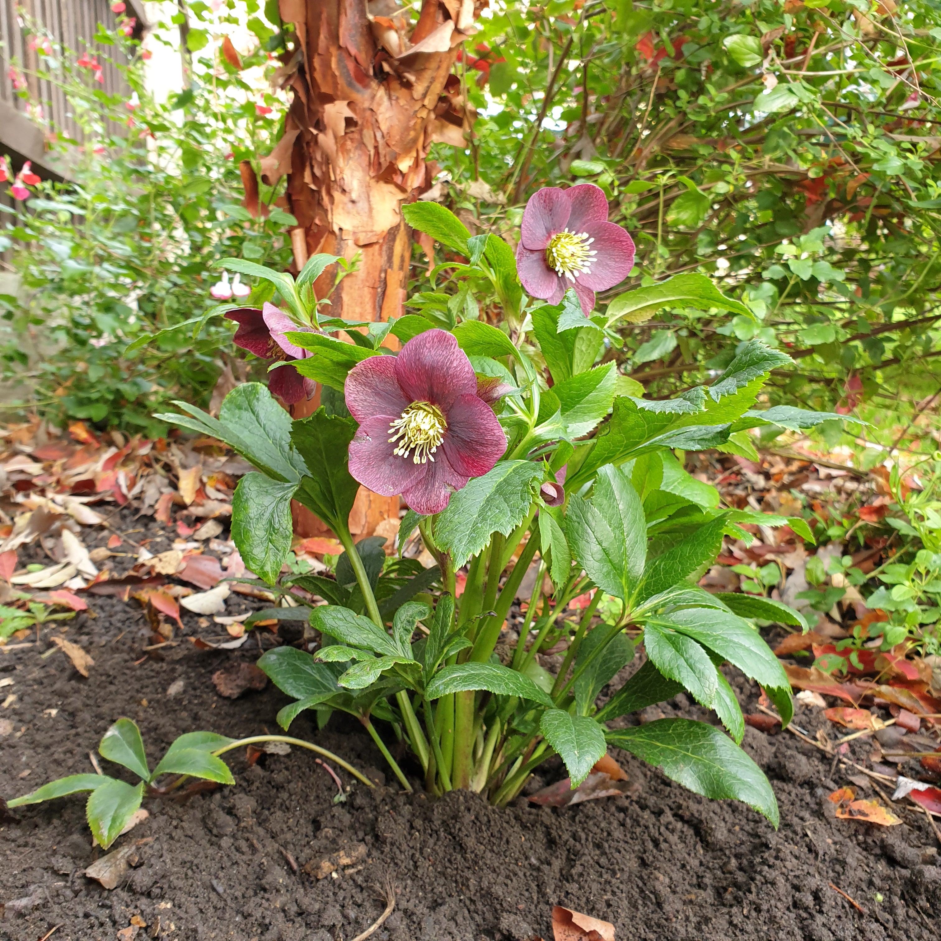 Intense and Impactful Winter Warmer — Plants2Gardens