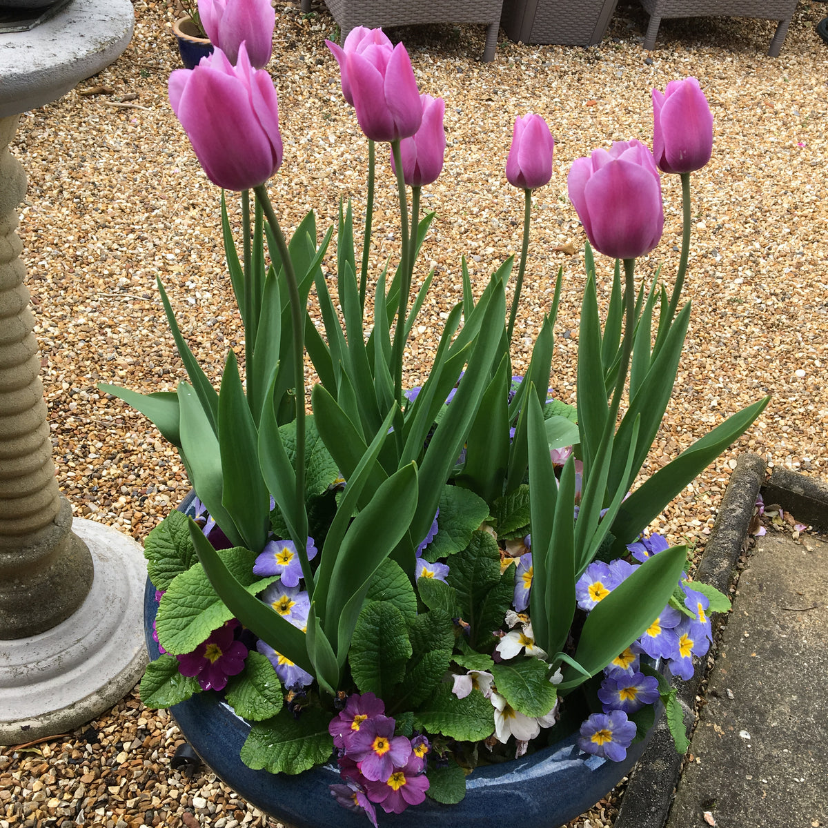 How And When To Plant Bulbs — Plants2Gardens