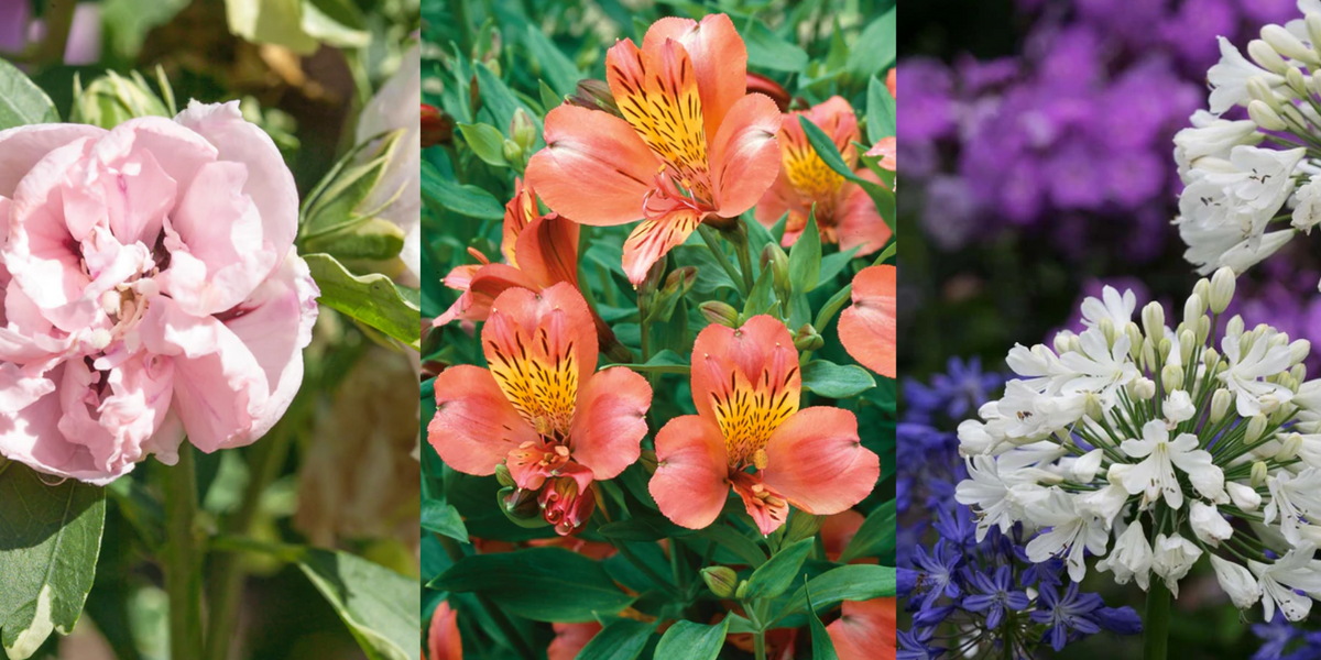 The Top 8 Plants For 'Instant Impact' In Your Garden — Plants2Gardens