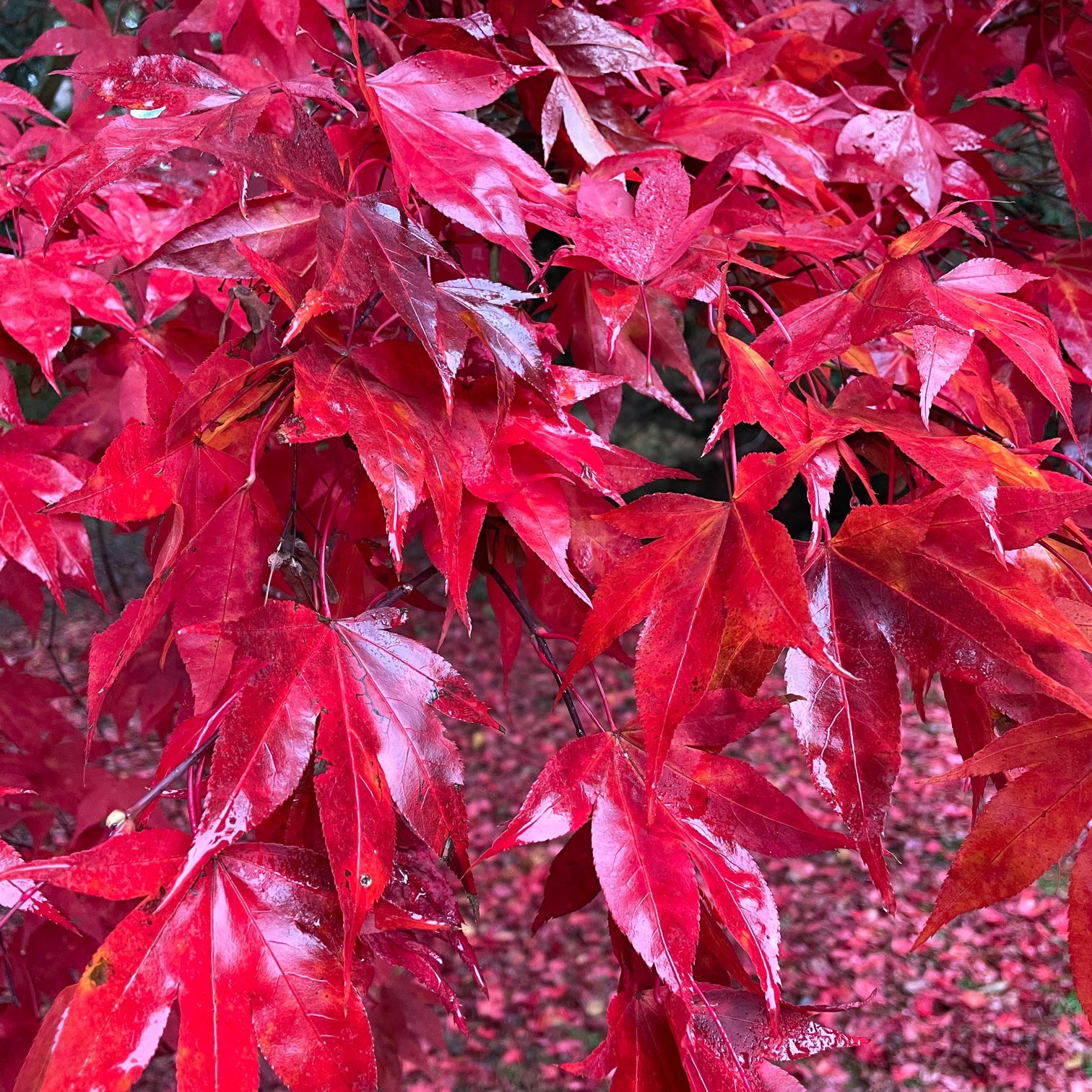 Buy Japanese Acer Atropurpureum Online For Only £21.00 — Plants2Gardens