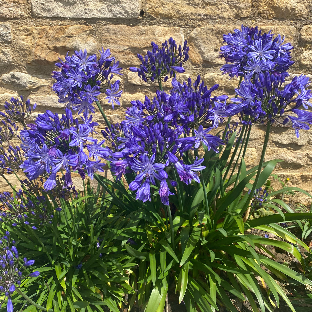 How to grow Agapanthus from a bare root — Plants2Gardens