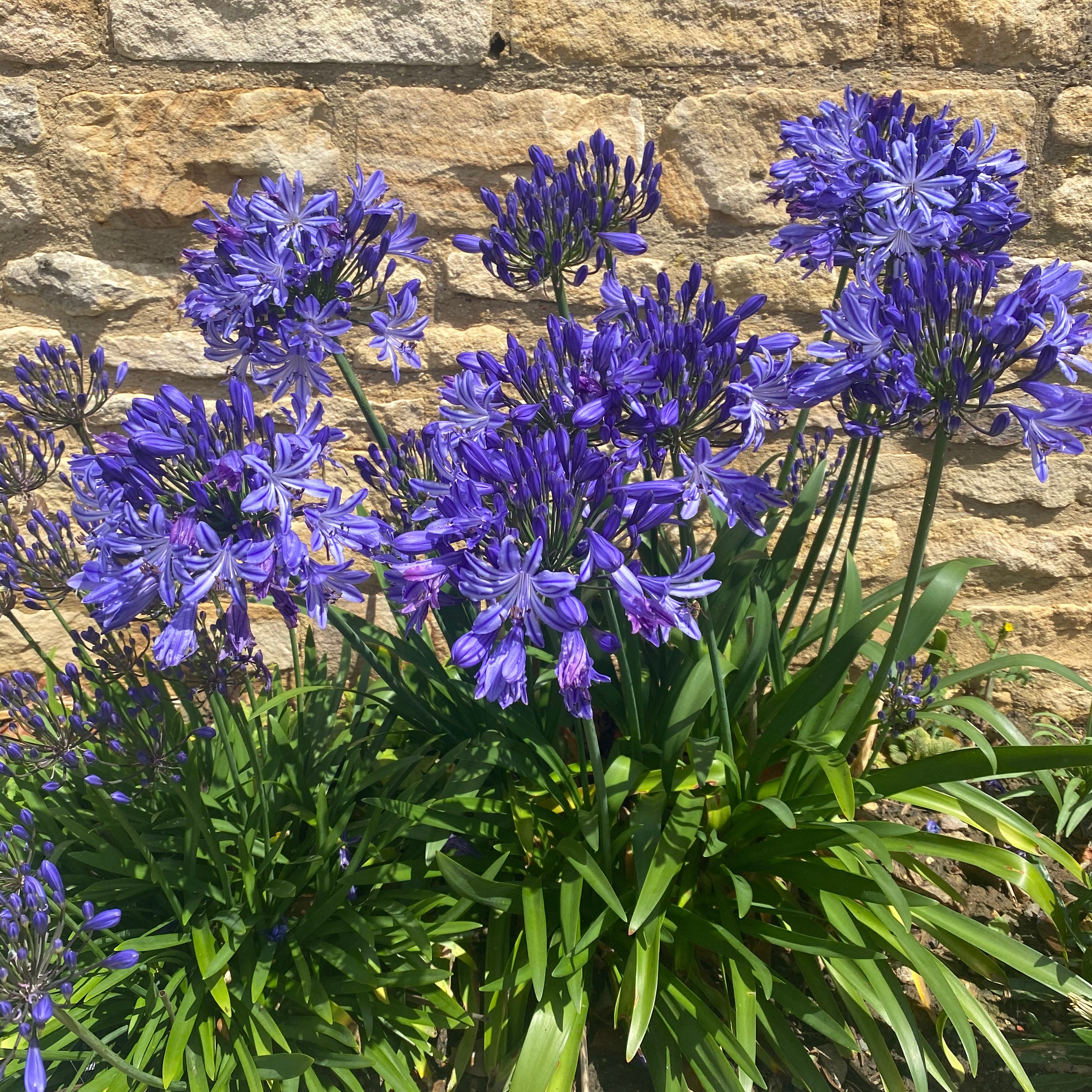 How to grow Agapanthus from a bare root — Plants2Gardens