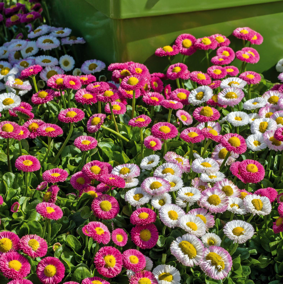Bellis — Plants2Gardens