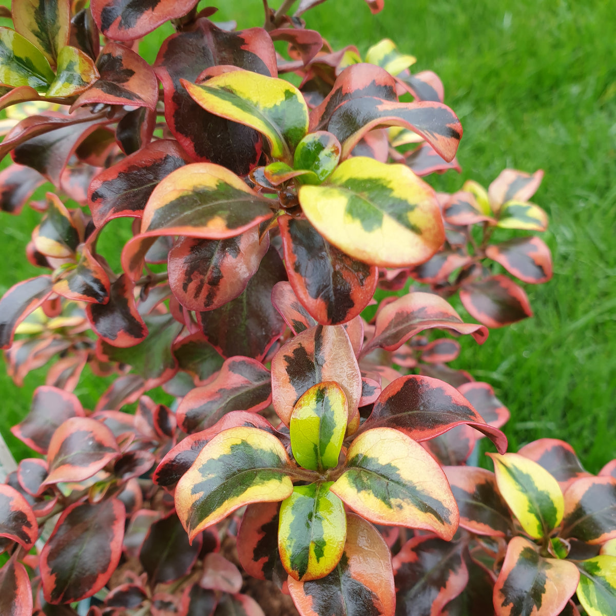 Coprosma — Plants2Gardens