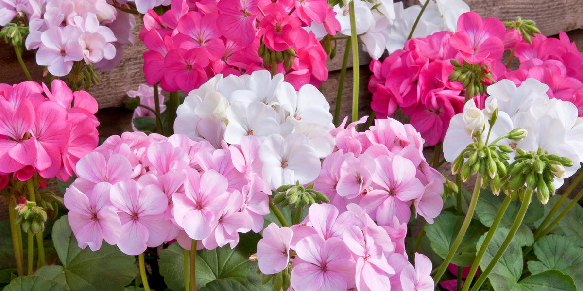 Spring & Summer Flowering Bedding Plants — Plants2Gardens