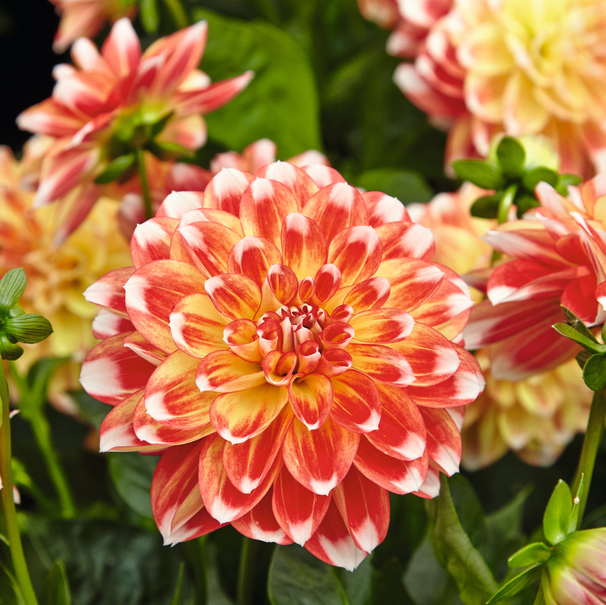 Spring Pruning Guide: What to Cut Back Now for Healthier Growth ...