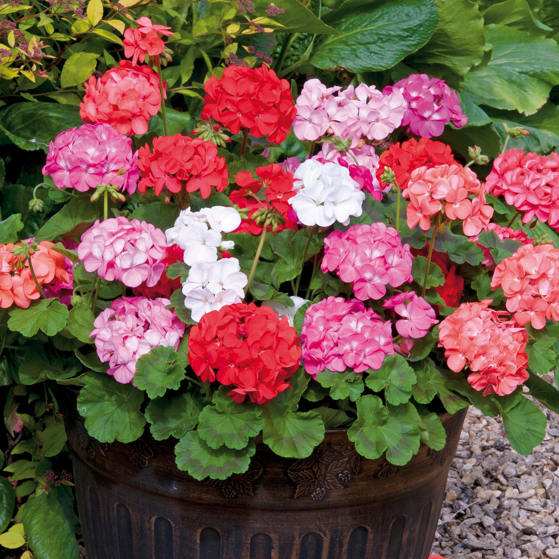 All products - Plants2Gardens