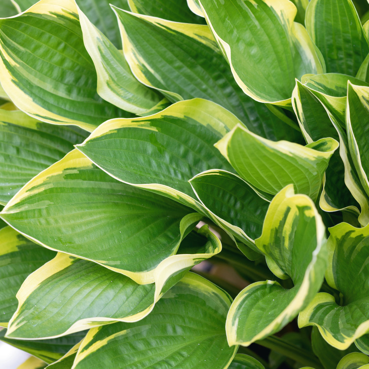 Hostas — Plants2Gardens