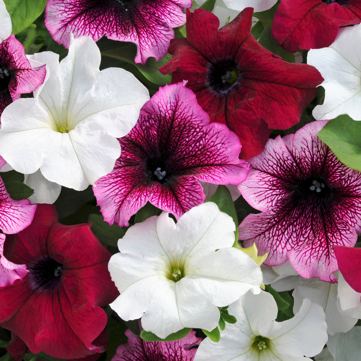 Collections — Plants2Gardens