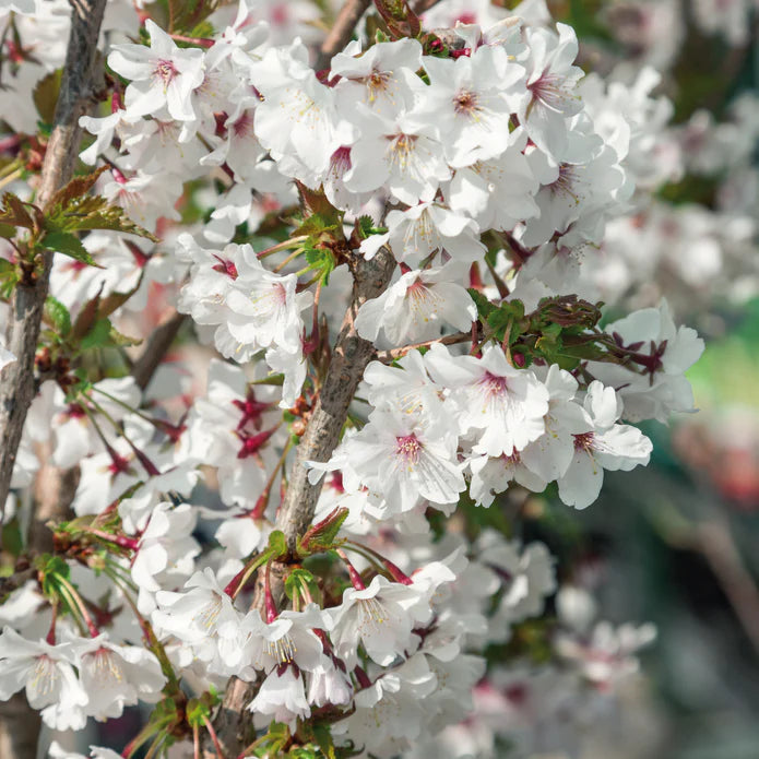 Ornamental Trees — Plants2Gardens