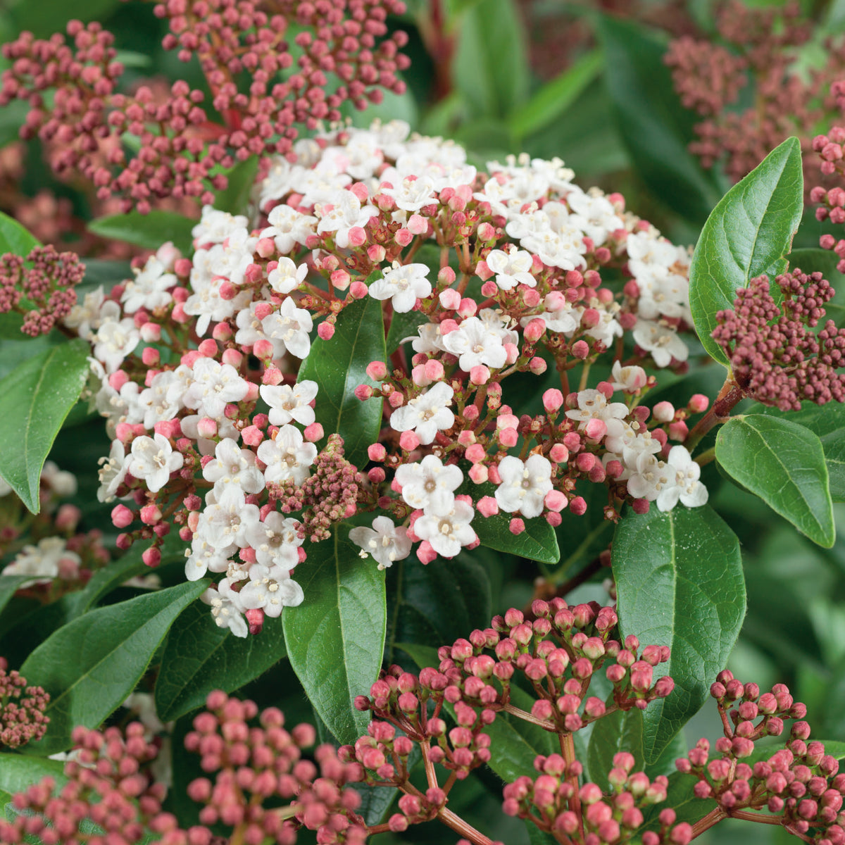 Buy Patio Standard Viburnum Tinus Online For Only £50 — Plants2Gardens