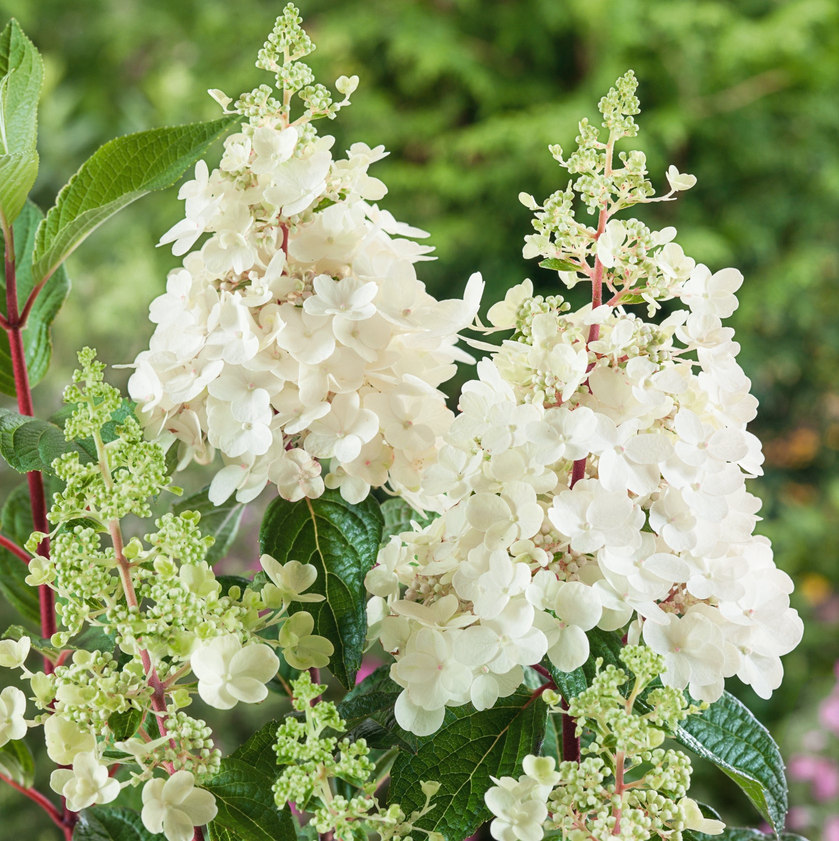 Hydrangea paniculata Wims Red (3 Litre) — Plants2Gardens
