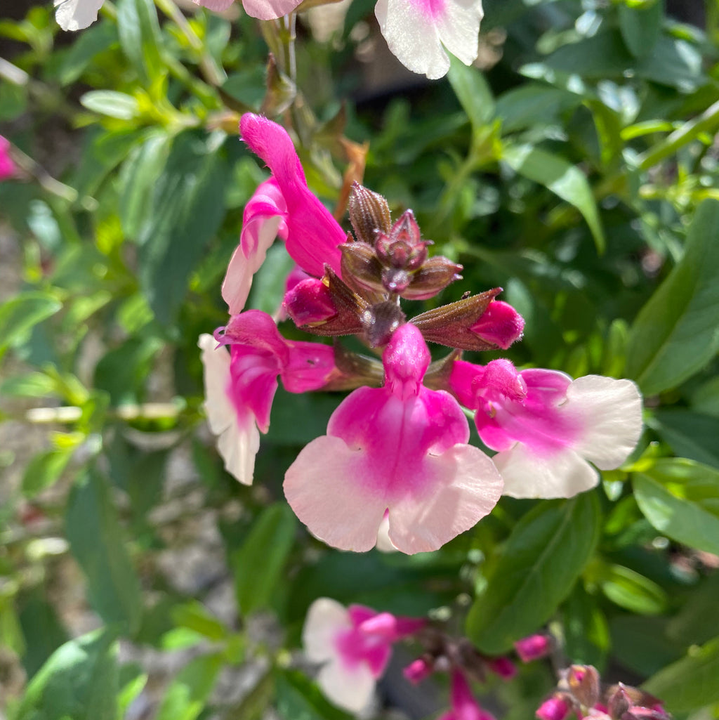 Buy Cottage Garden Perennials Online from Plants2Gardens