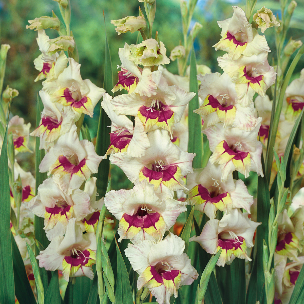 Gladioli Collection (30 x 12/14 Bulbs) £20.00 by Plants2Gardens