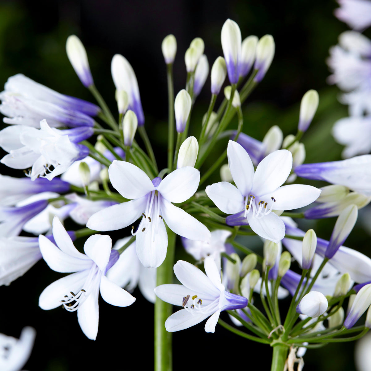 Buy Established Agapanthus Engima For Stunning Summer Displays Online ...