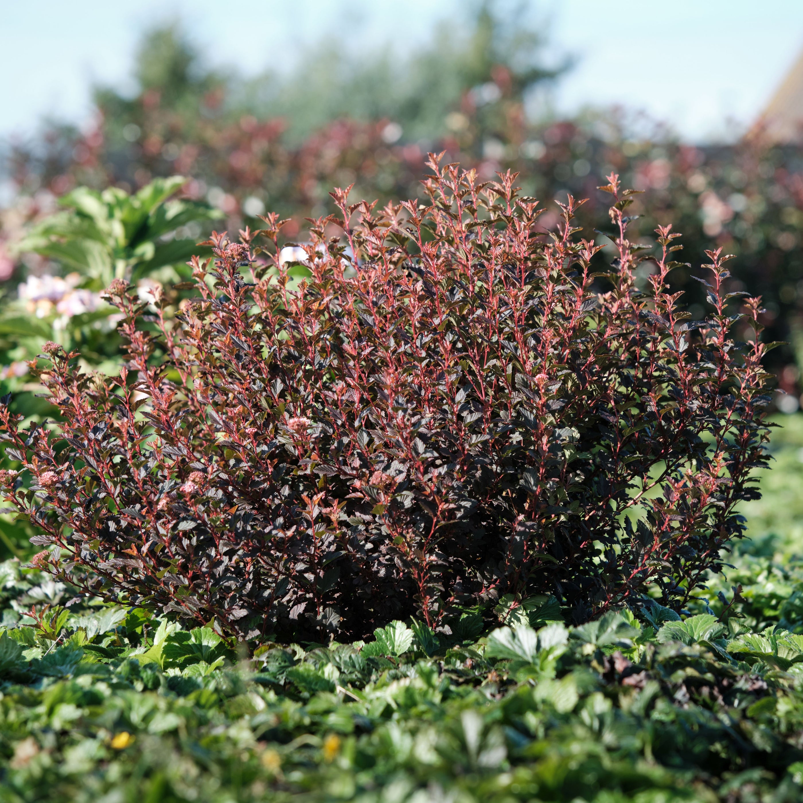 Buy Physocarpus Sweet Cherry Tea Online for Only £28 — Plants2Gardens