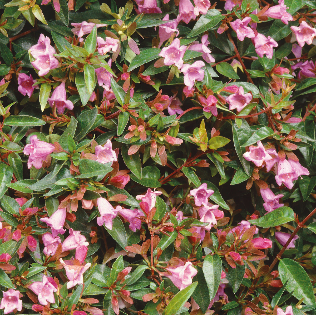 Buy established Abelia Raspberry Profusion Online For Only £30 ...