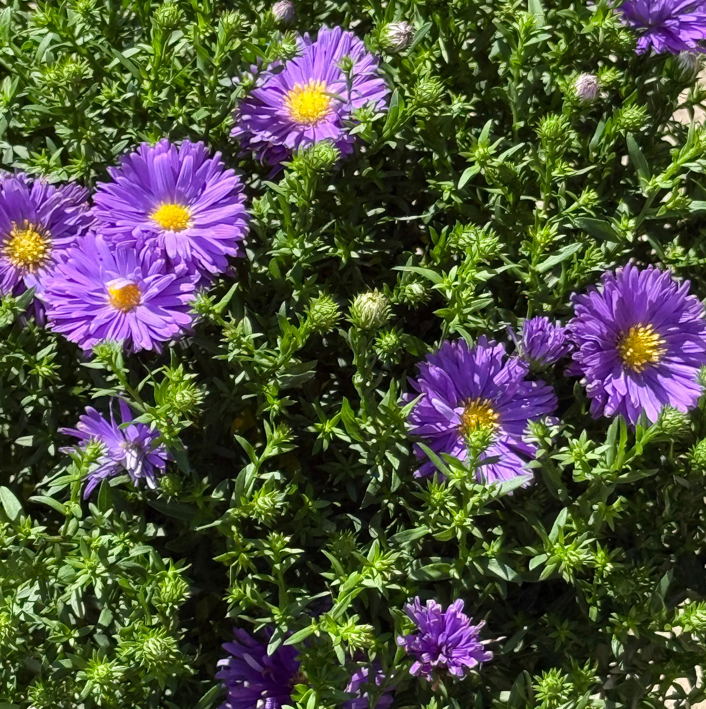 Aster Double Blue (2 x 3 Litre) — Plants2Gardens