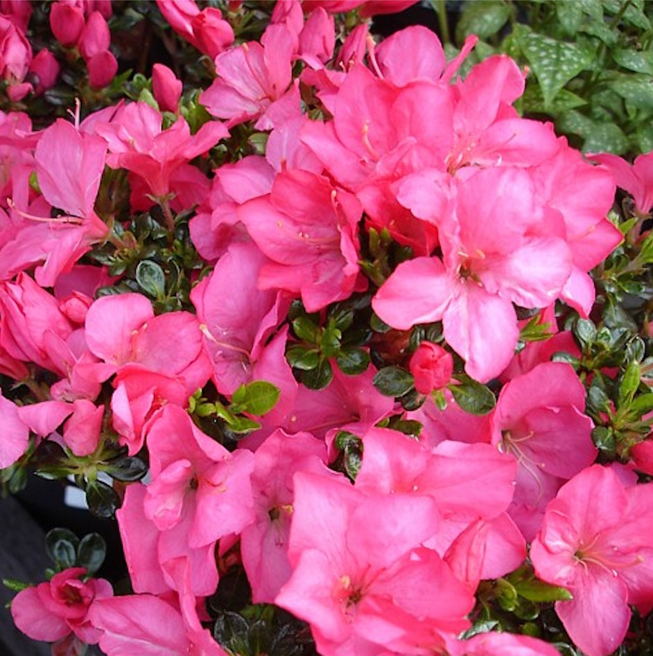 Azalea Anouk (2 Litre) — Plants2Gardens