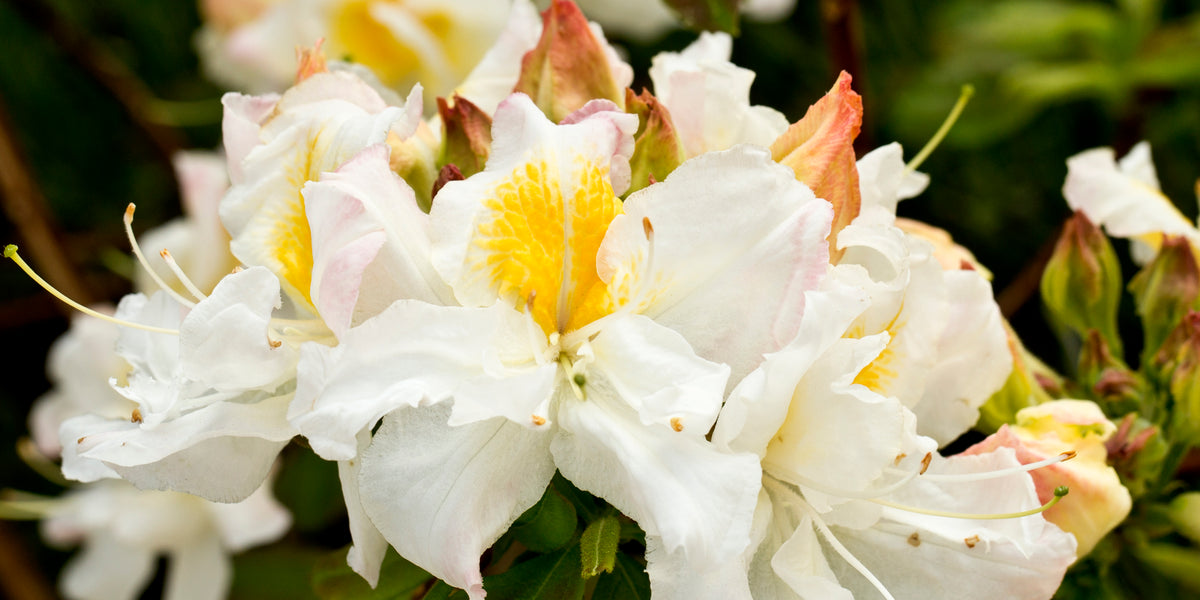 Azalea Silver Slipper (1 x 5 Litre) — Plants2Gardens