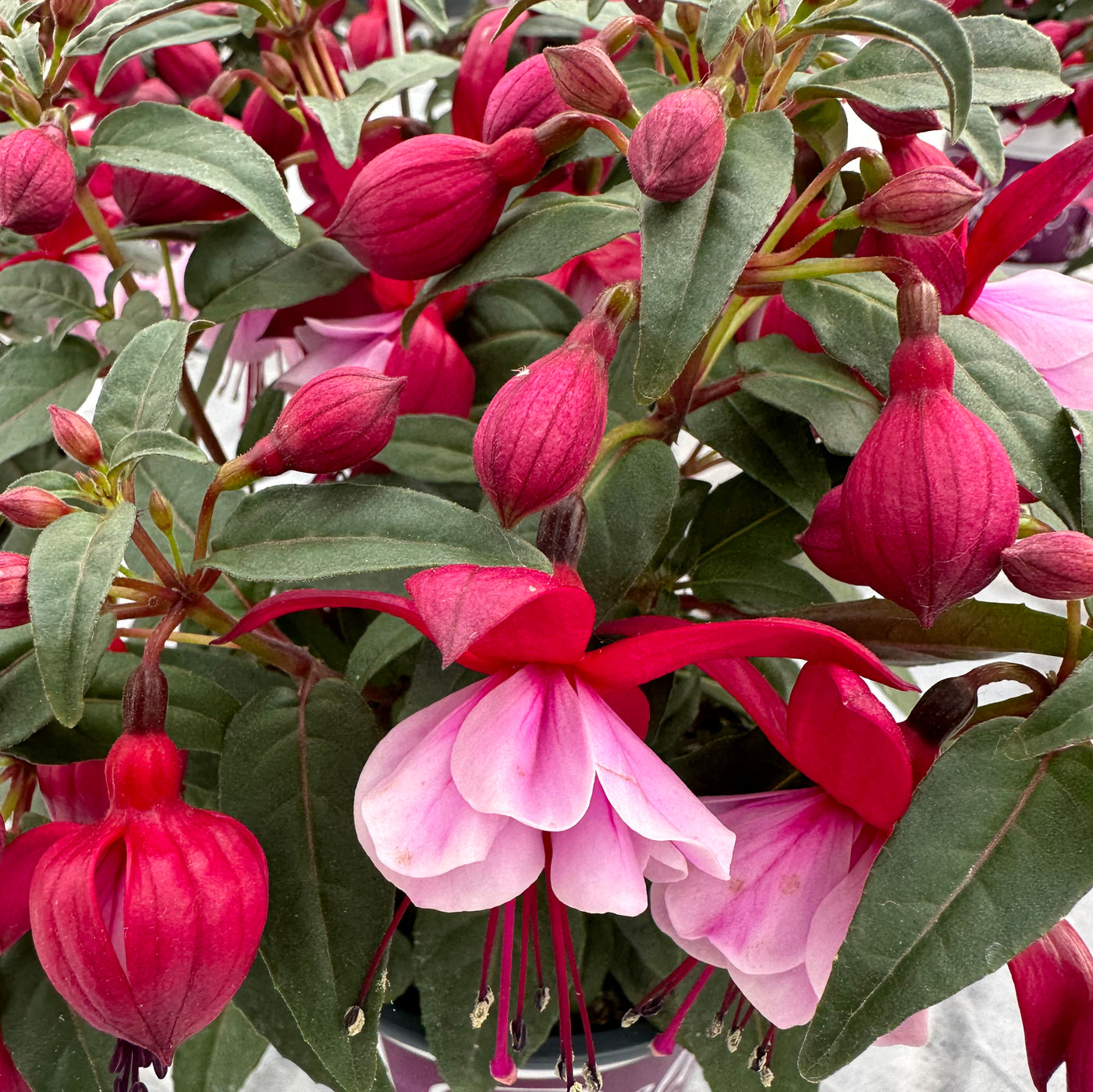 Bella Fuchsia Collection (6 x 6cm) Dispatches 19 May 2025 — Plants2Gardens