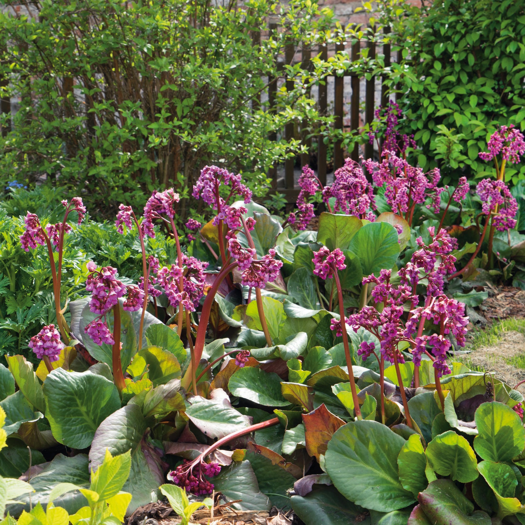 Buy Bergenia Rotblum Online For Only £14 — Plants2Gardens