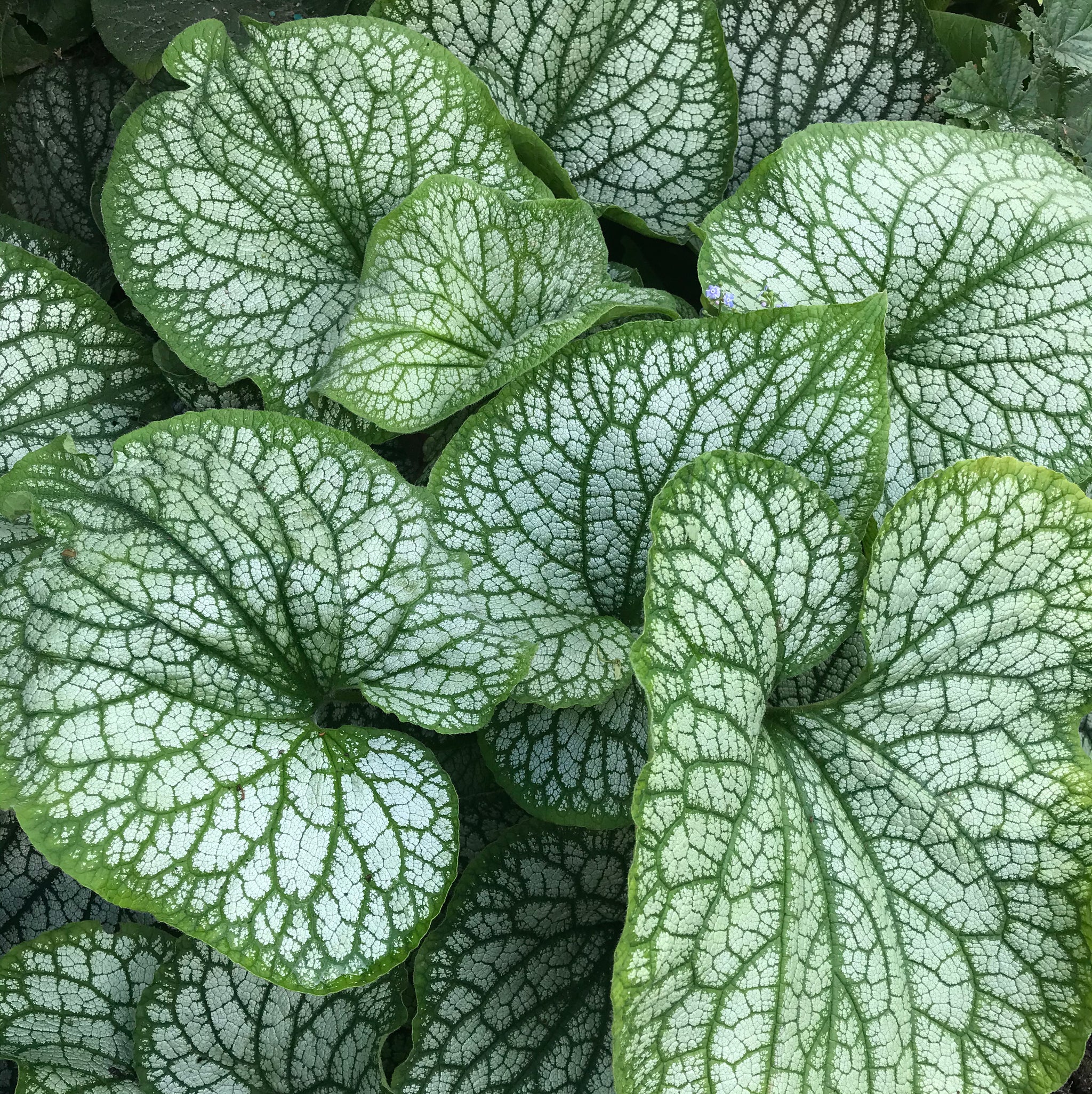 Buy Perennials for Pots & Planters Online from Plants2Gardens