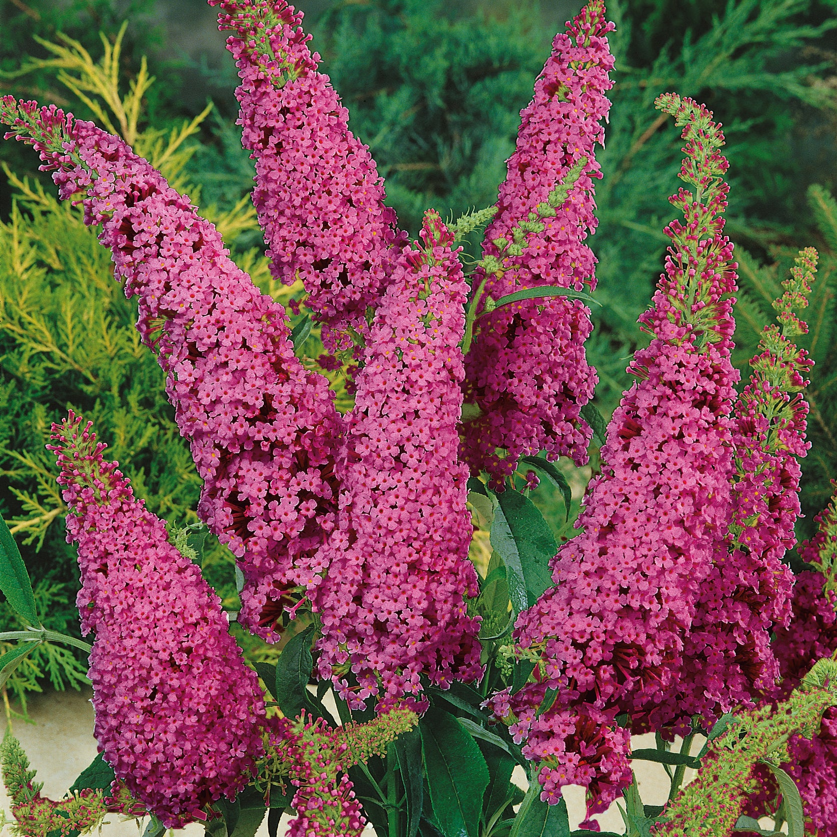 Buddleia Royal Red (3 Litre) £26.00 by Plants2Gardens