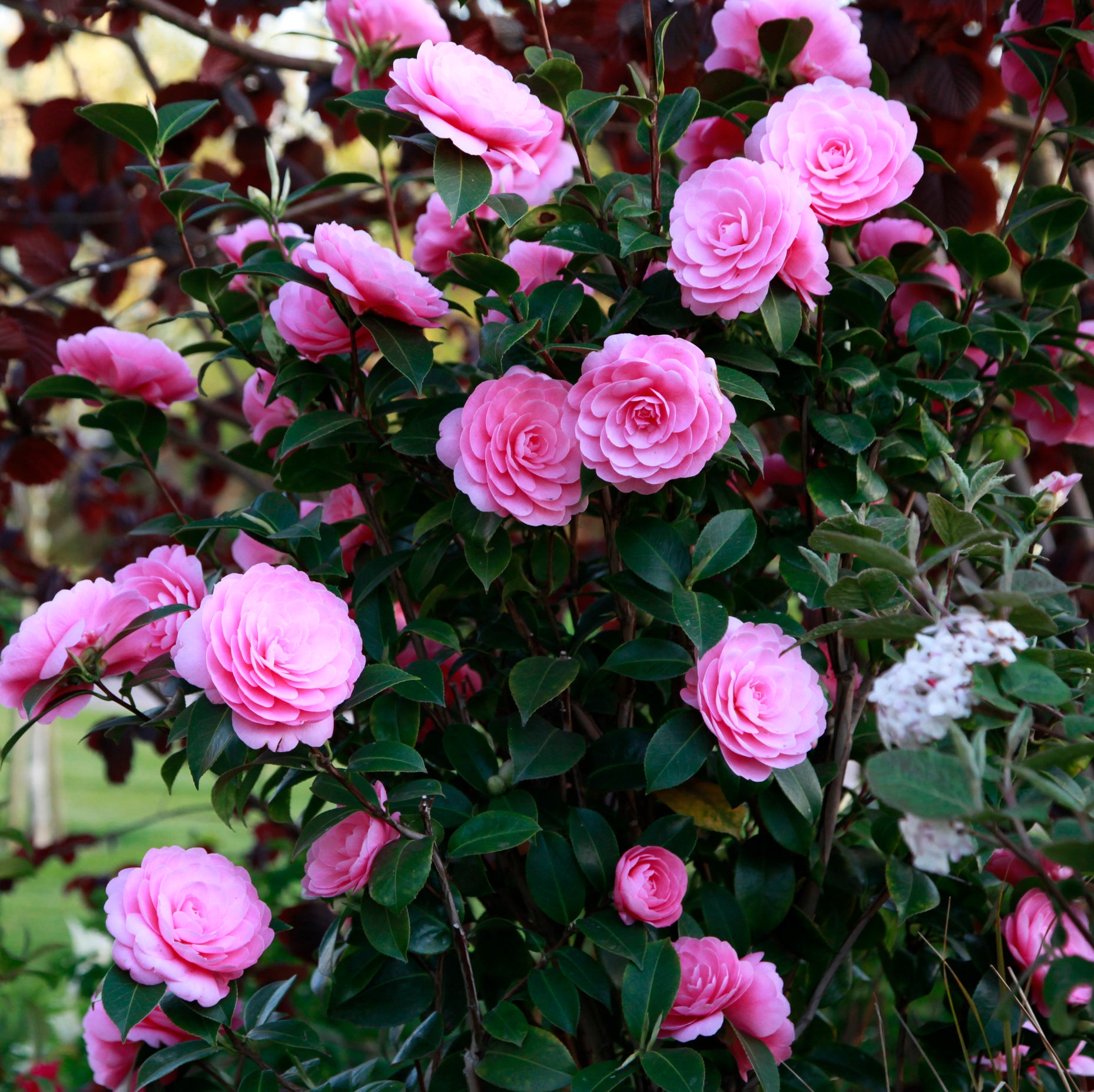 Buy Camellia EG Waterhouse for Only £35 — Plants2Gardens