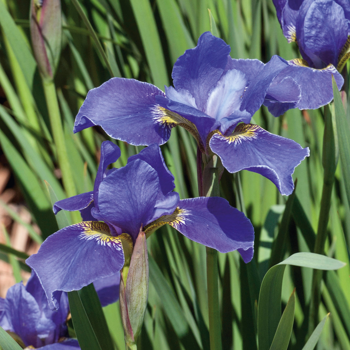 Iris Siberca Collection (3 x Bare Root) — Plants2Gardens