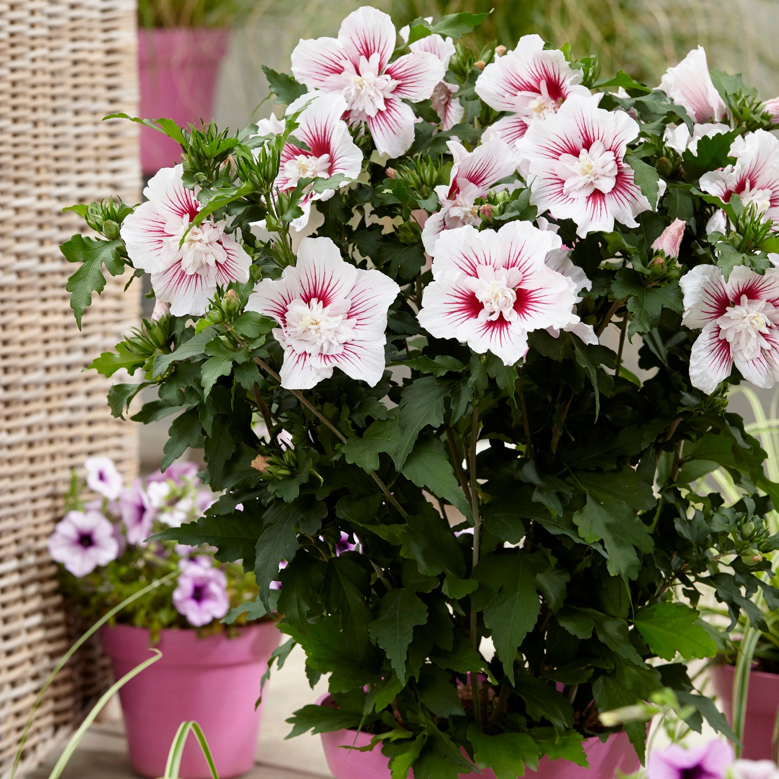 Mail Order Plants Online UK | Order Today! | Plants2Gardens