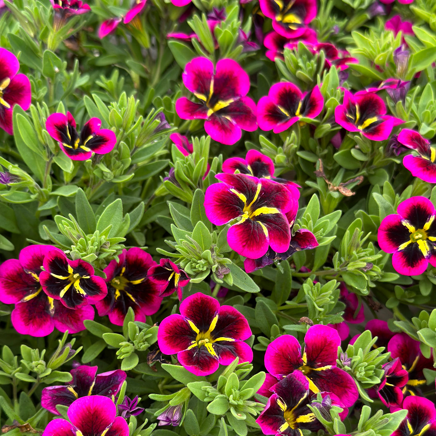 Calibrachoa Kiss Collection (6 x 6cm) Dispatches 19 May 2025 ...