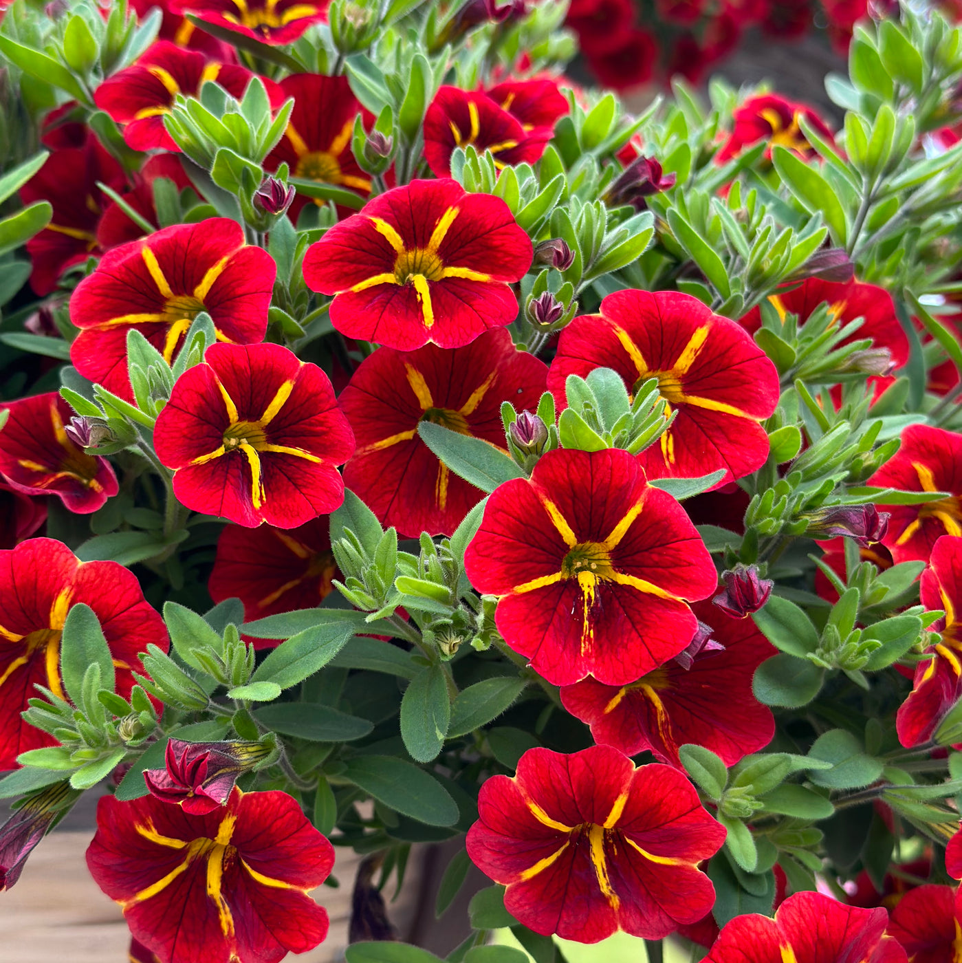 Calibrachoa Kiss Collection (6 x 6cm) Dispatches 19 May 2025 ...