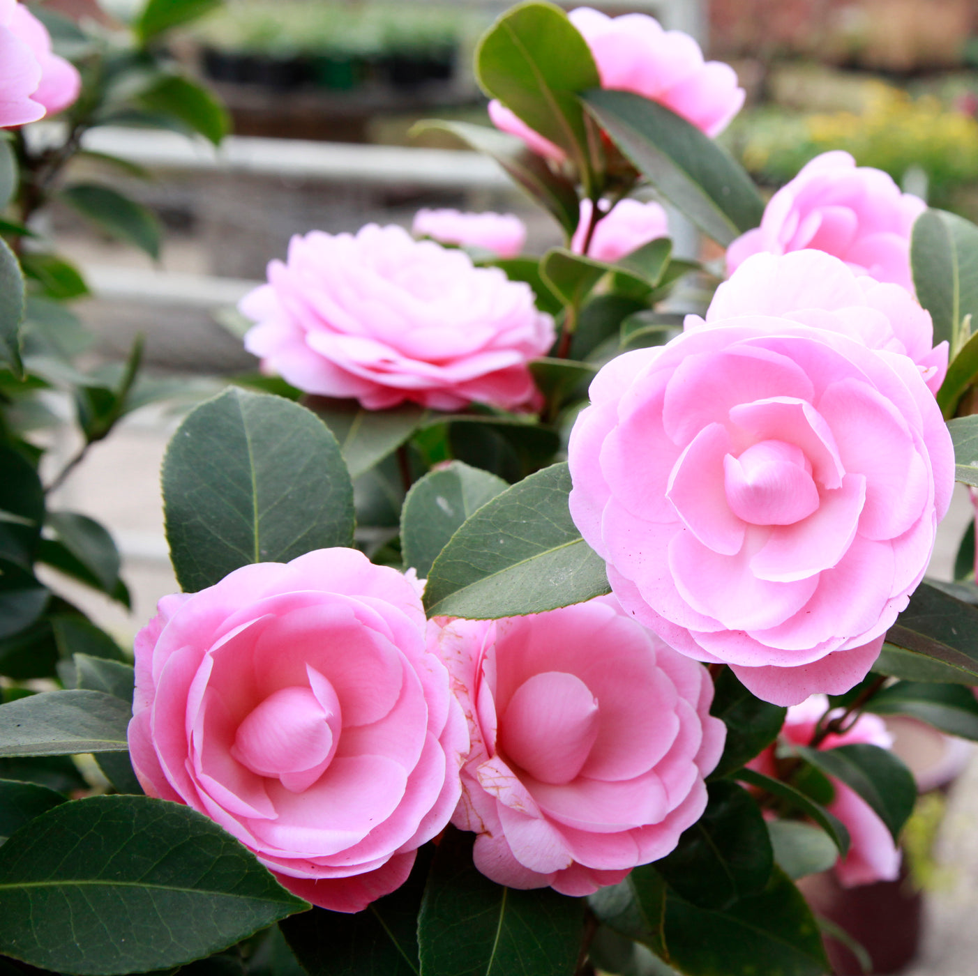 Buy Camellia EG Waterhouse for Only £35 — Plants2Gardens