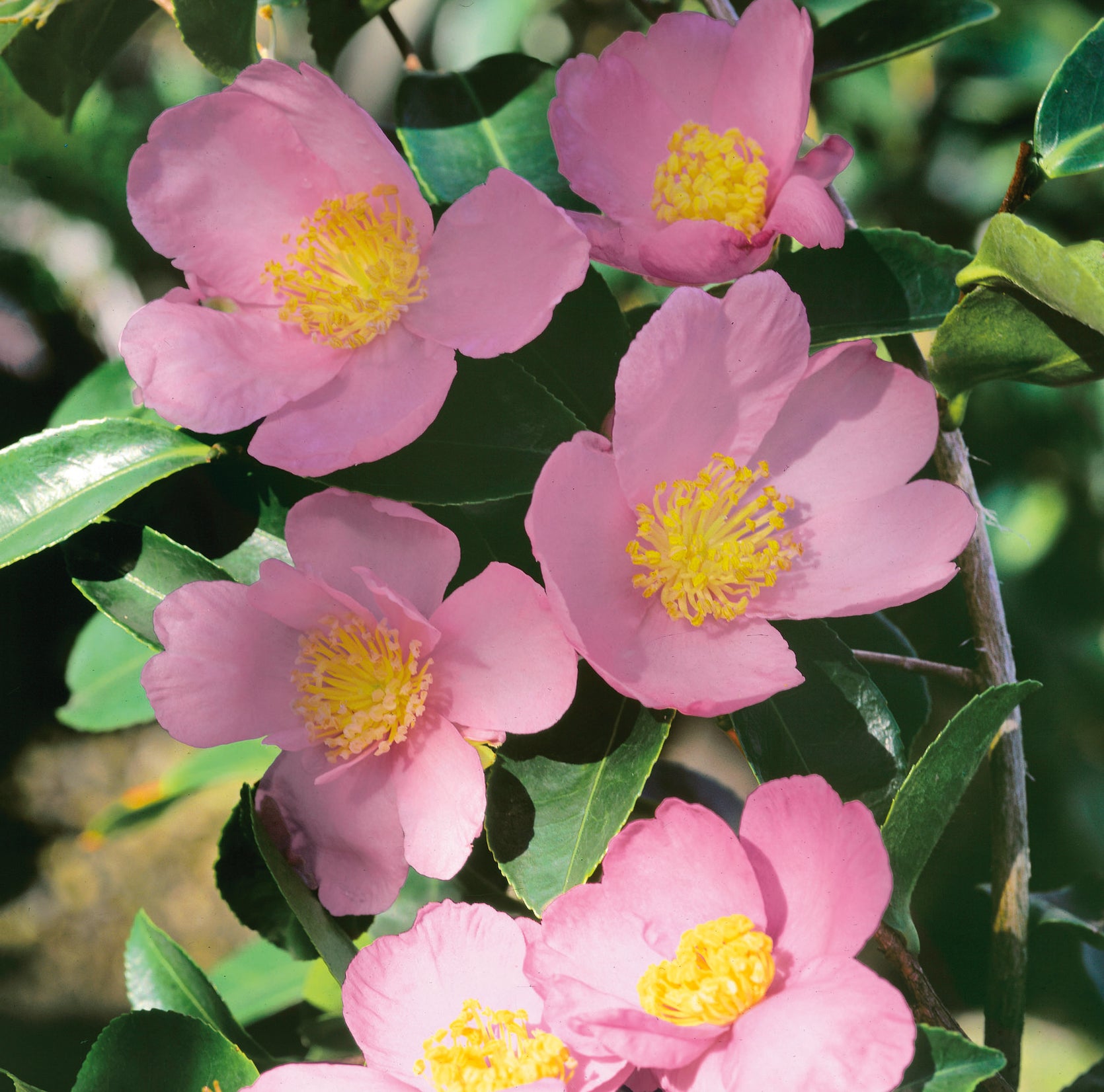 Buy Camellia Plantation Pink online For Only £35 — Plants2Gardens