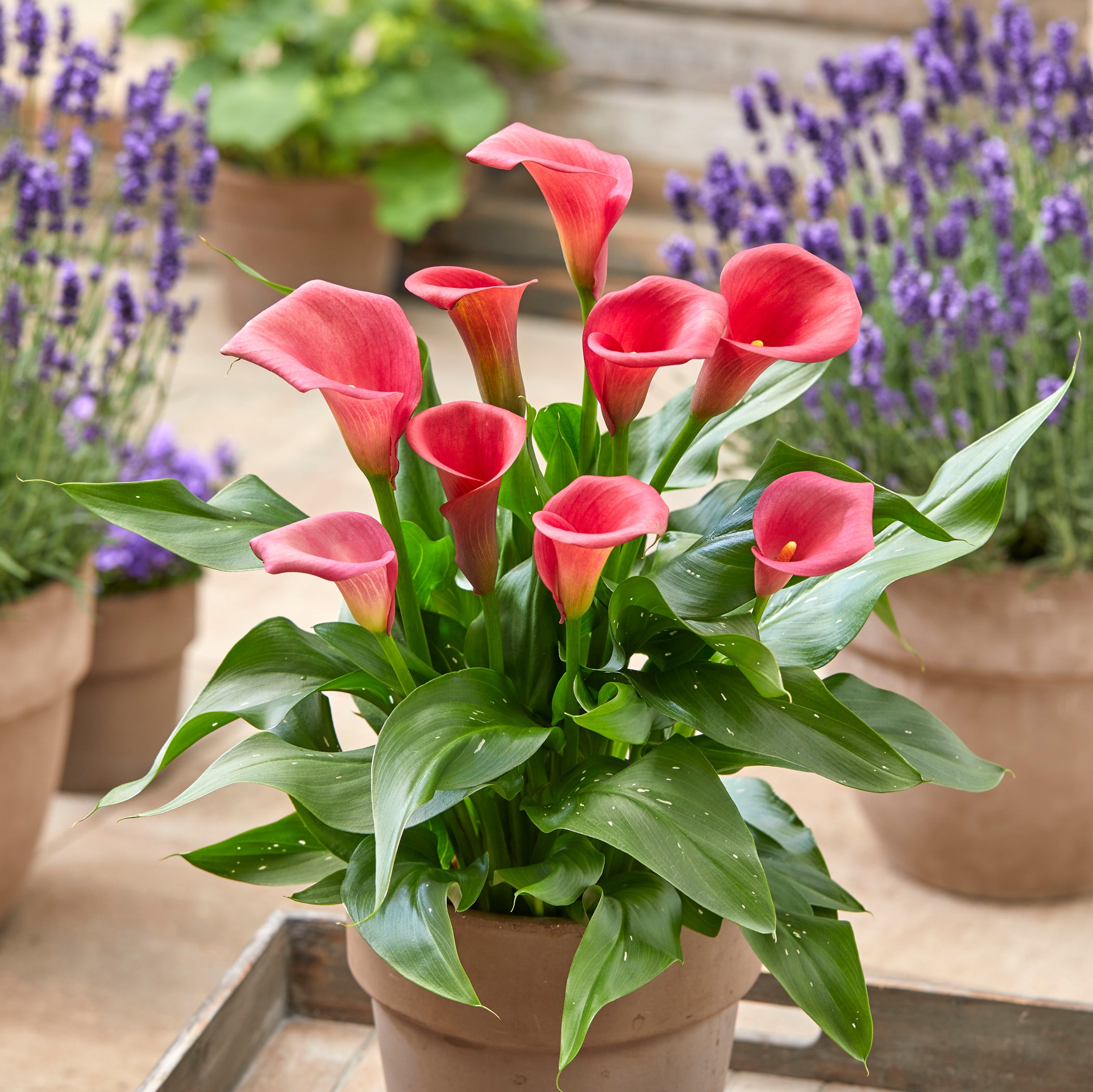 Captain Calla Lily Mix (6 x Bulbs) — Plants2Gardens