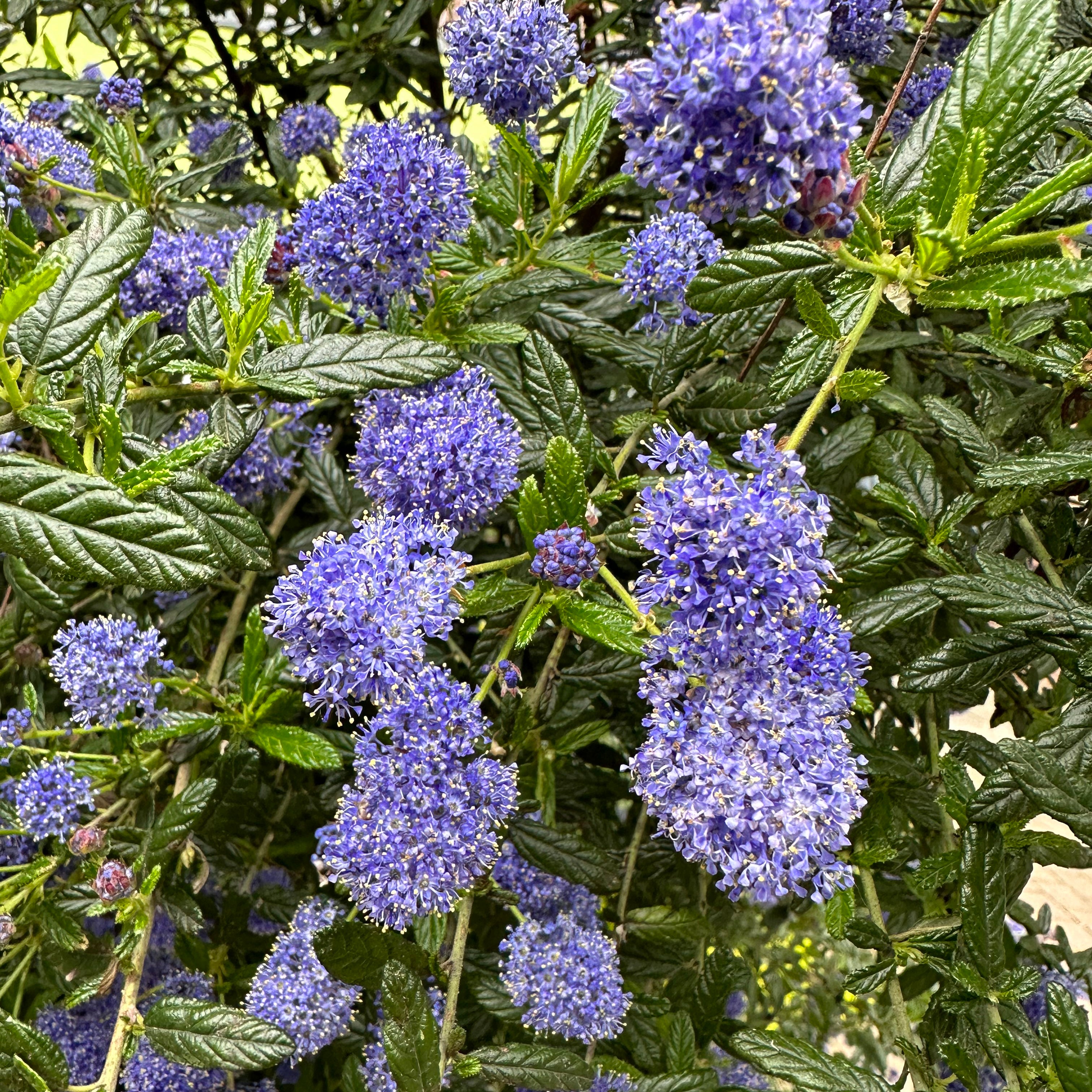 Evergreen Shrub With Blue Flowers Anchor Bay Ceanothus, Ceanothus