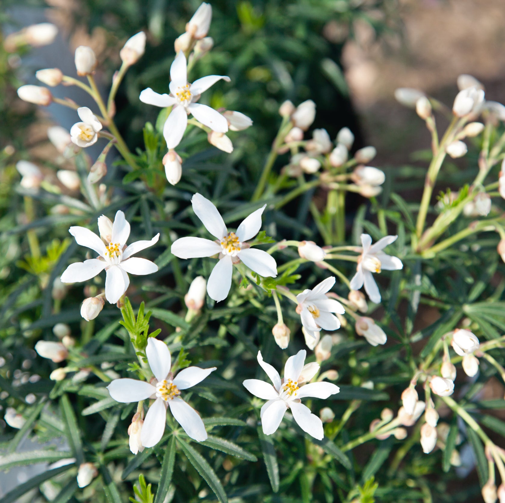 Choisya White Dazzler (3 Litre) with Duck Egg Planter — Plants2Gardens