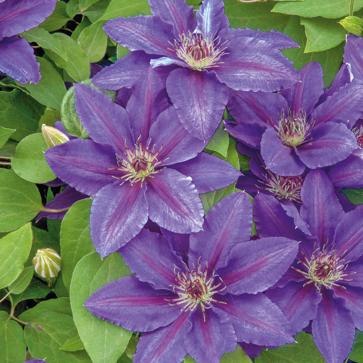 Buy Clematis Chevalier Online For Only £26 — Plants2Gardens