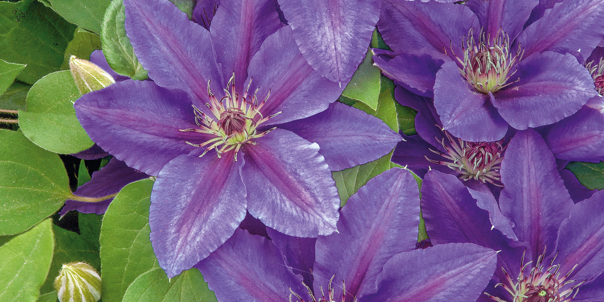 Buy Clematis Chevalier Online For Only £26 — Plants2Gardens