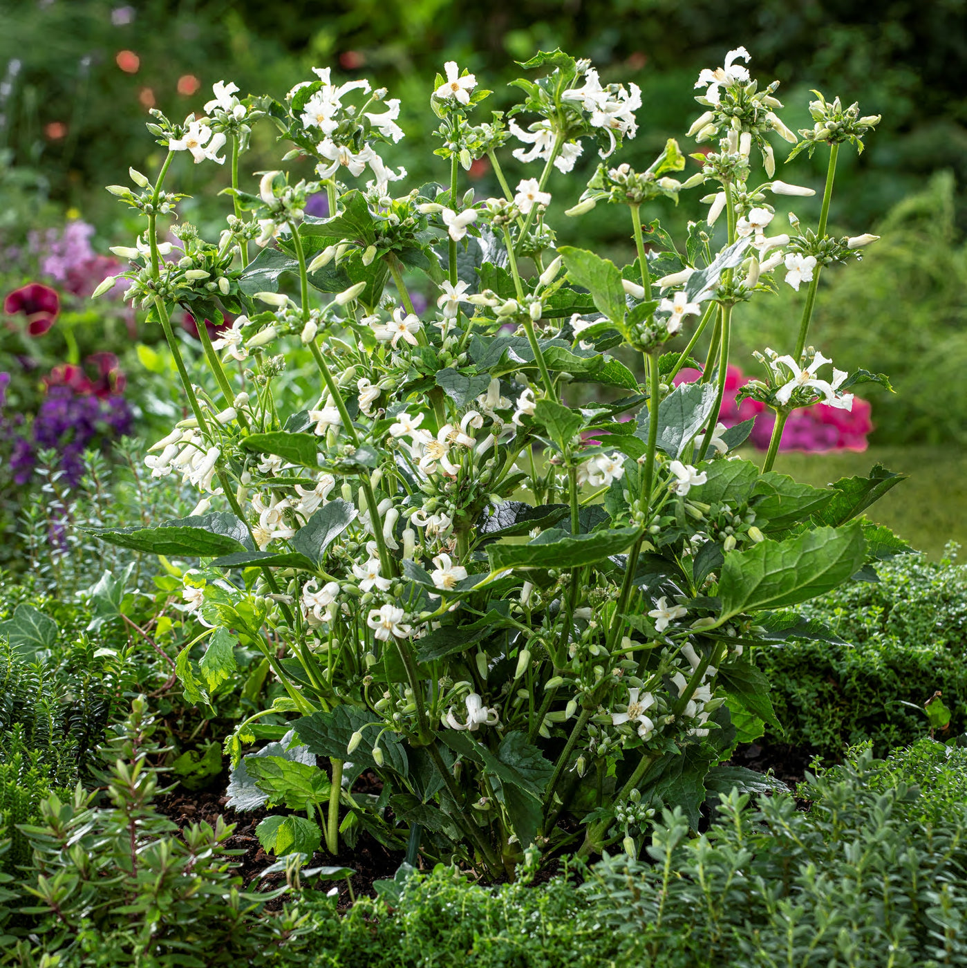 Buy Clematis Purple Princess Online For Only £35 — Plants2Gardens