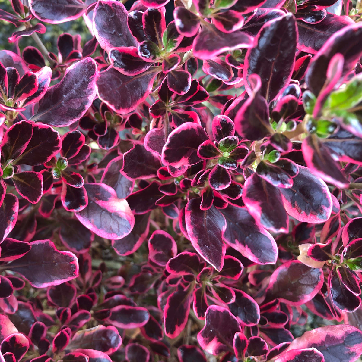 Buy Coprosma Eclipse Online For Only £29 — Plants2Gardens