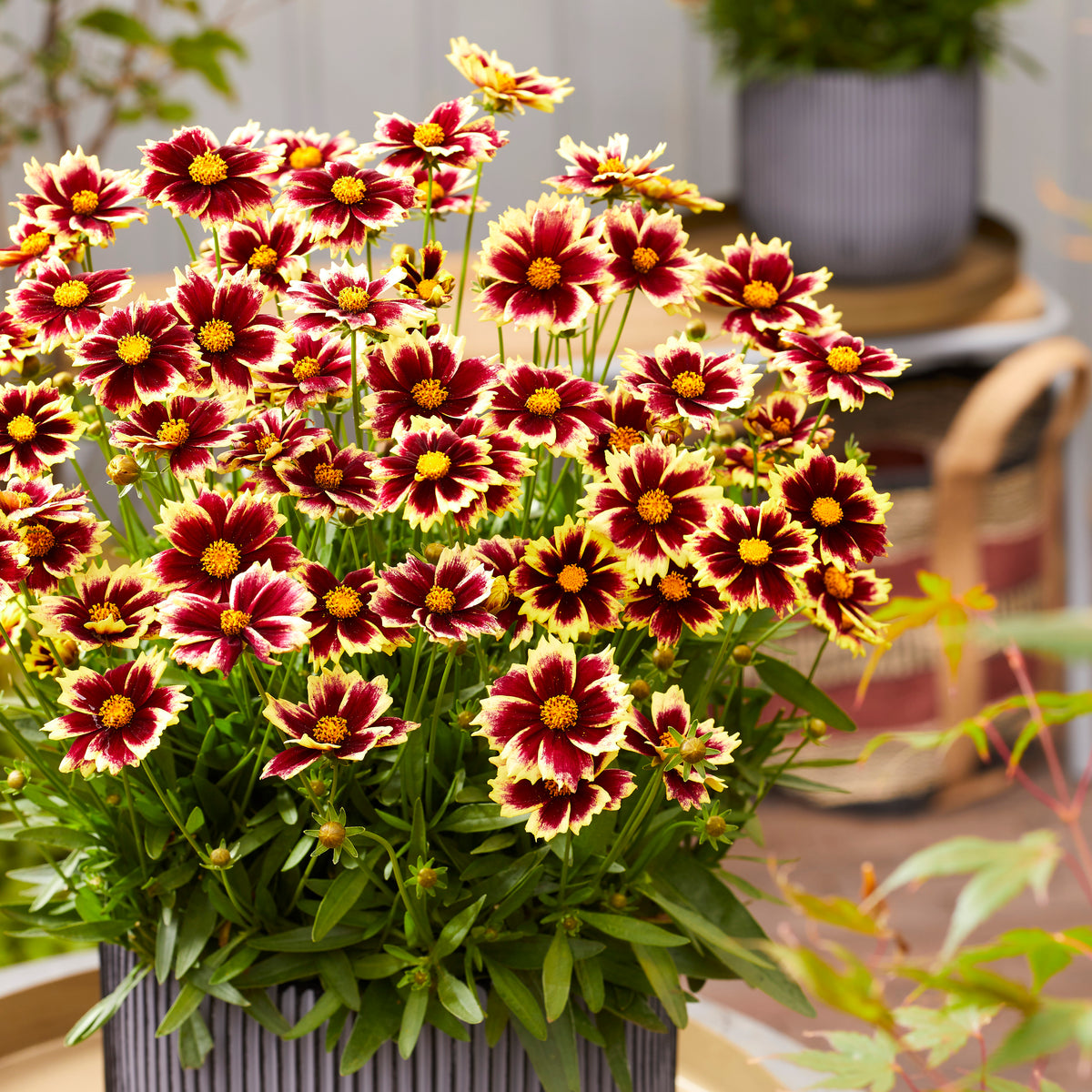 Buy Coreopsis Solar Collection Online For Only £22 — Plants2Gardens