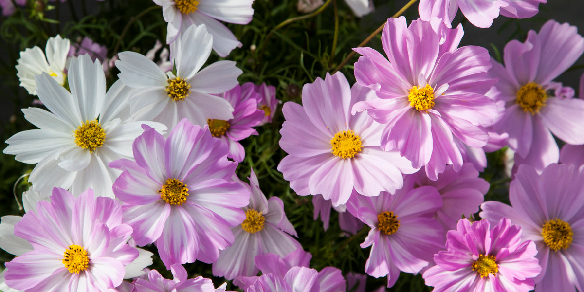 Cosmos Apollo Collection 6 x 6cm Plants - Order Today For Only £18 ...