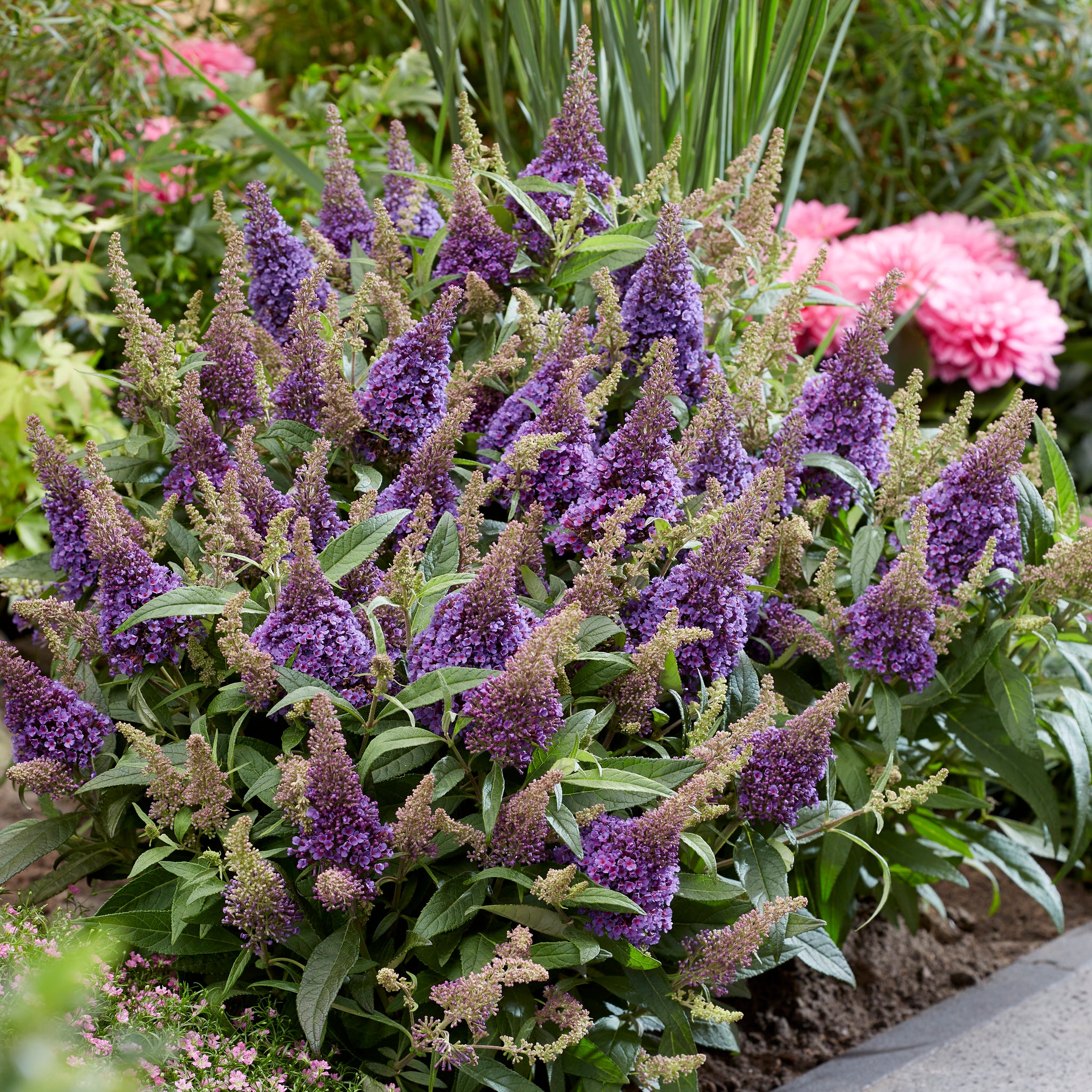Buy Deciduous Shrubs Online from Plants2Gardens