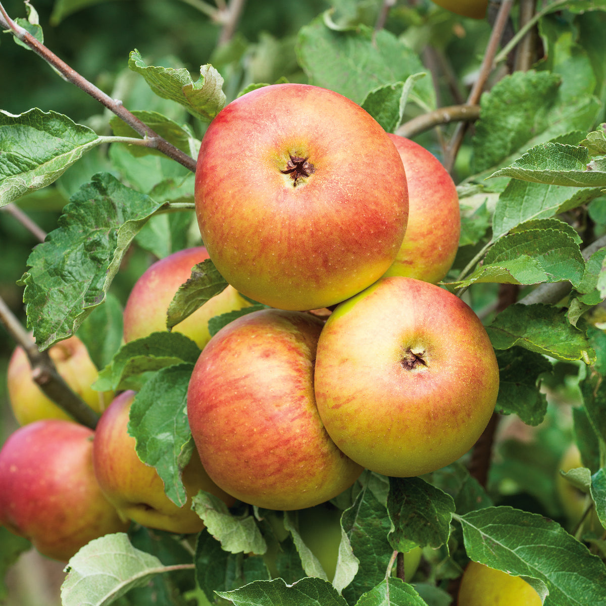 Buy Apple Cox's Orange Pippin Online for Only £32 — Plants2Gardens