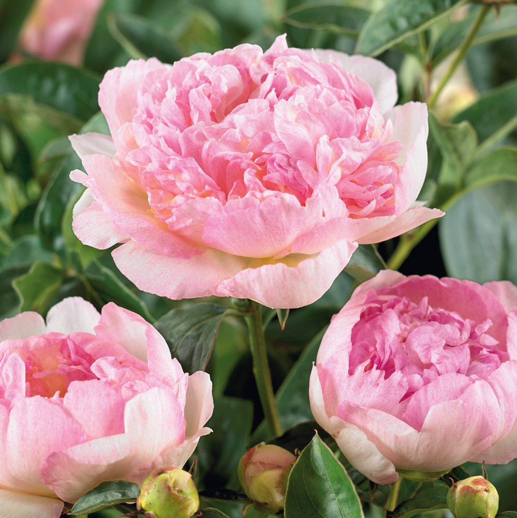 Buy Peony Raspberry Sundae Online for Only £26 — Plants2Gardens