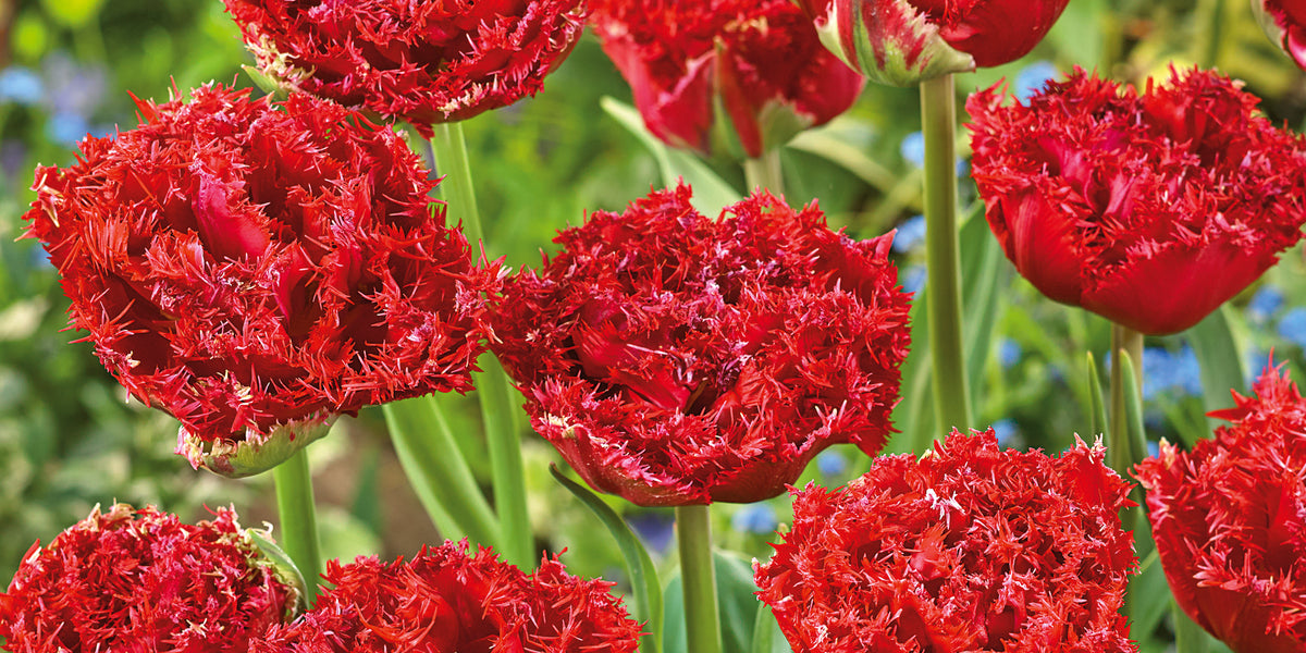 Buy Tulp Qatar Online For Only £18 — Plants2Gardens