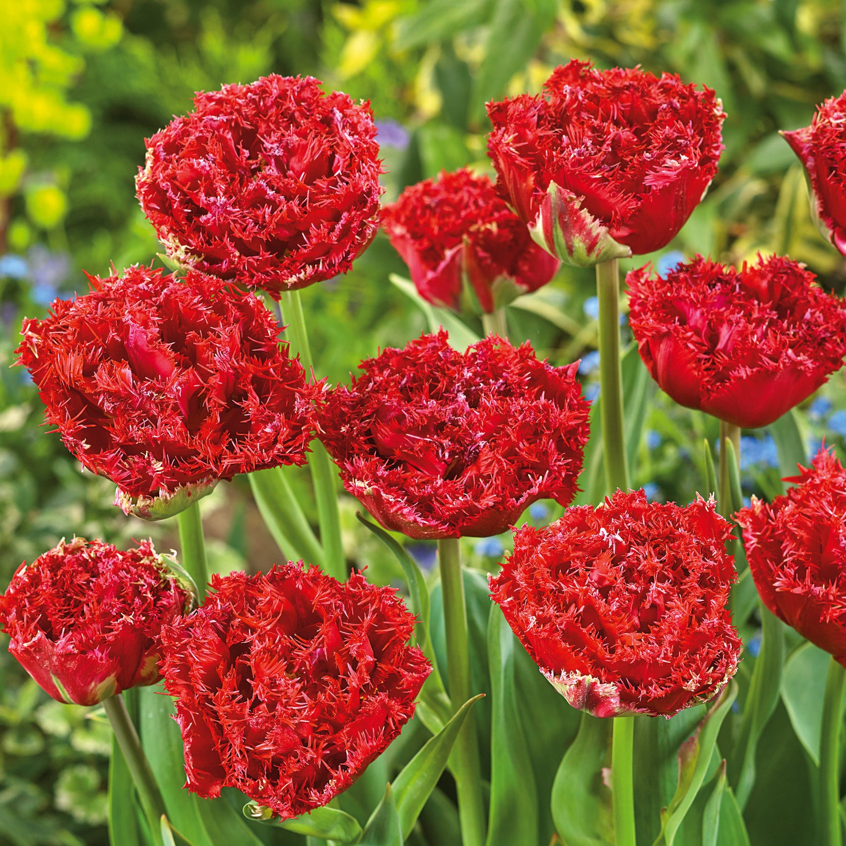 Buy Tulp Qatar Online For Only £18 — Plants2Gardens