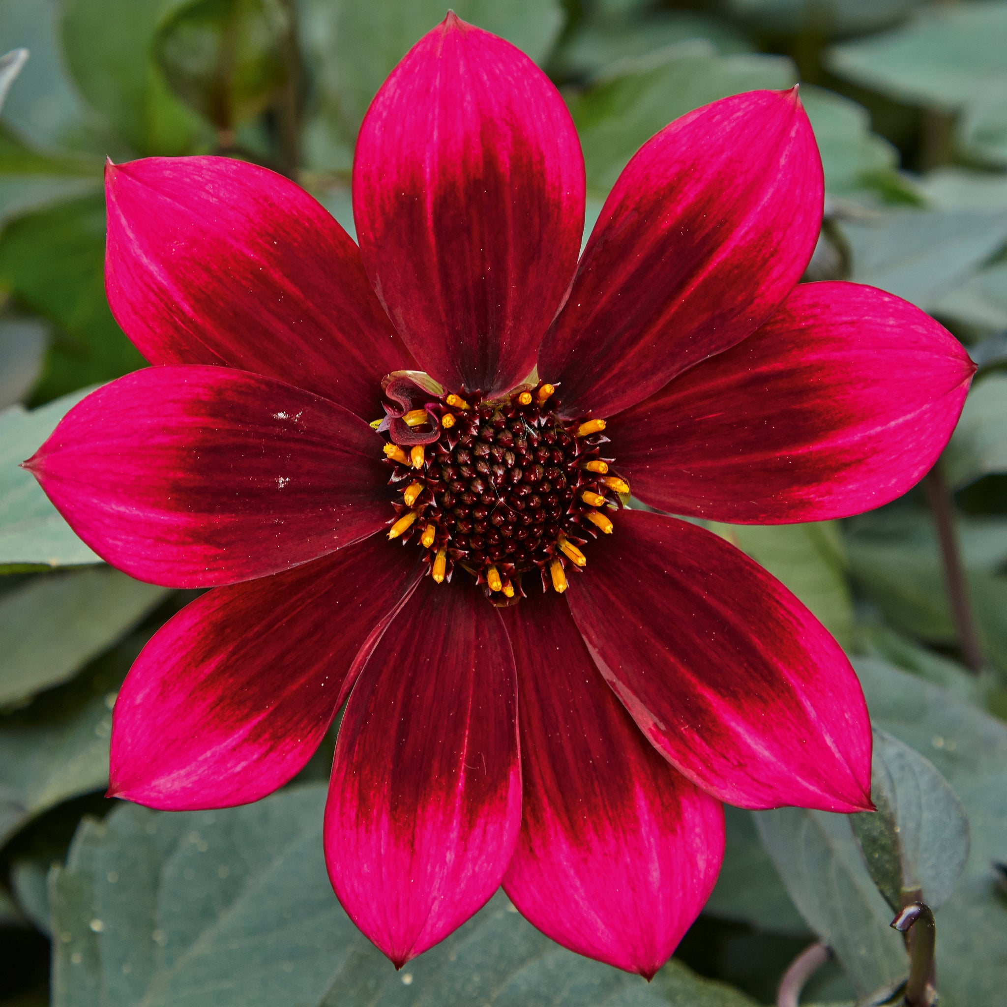 Buy Dahlia Online from Plants2Gardens